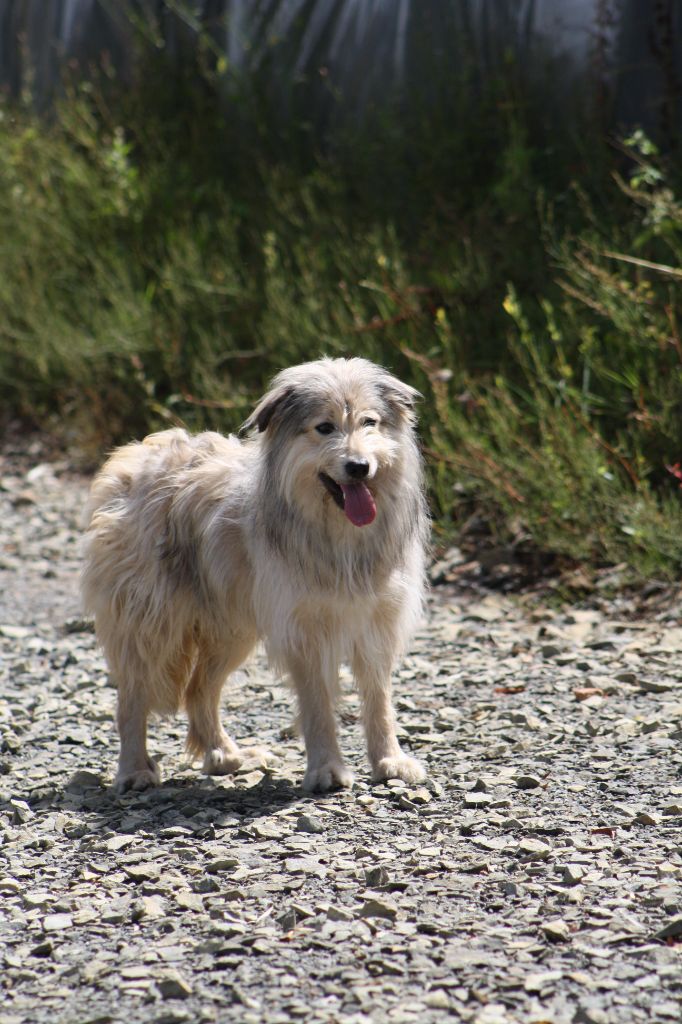 Accueil - Elevage Des Bergers Du Desert - eleveur de chiens Berger des ...